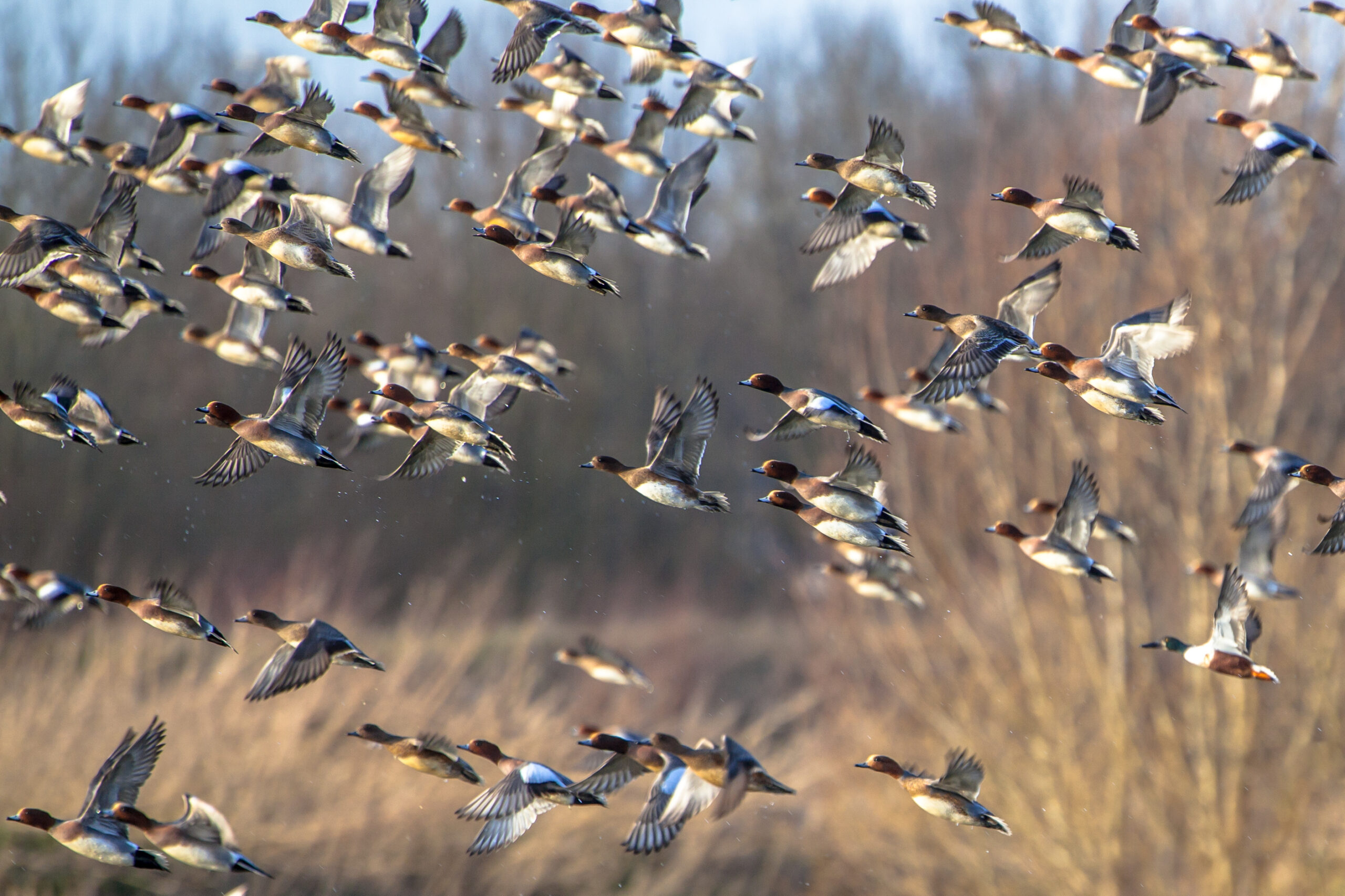 Big Creek Outfitters: Premier Arkansas Duck Hunting Experience - The ...